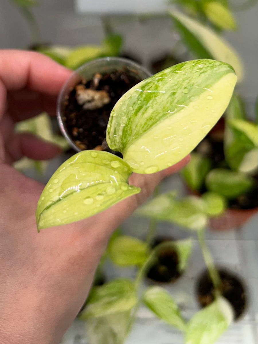 Scindapsus Hederaceus Blue Aurea – IvyPlants.SHOP